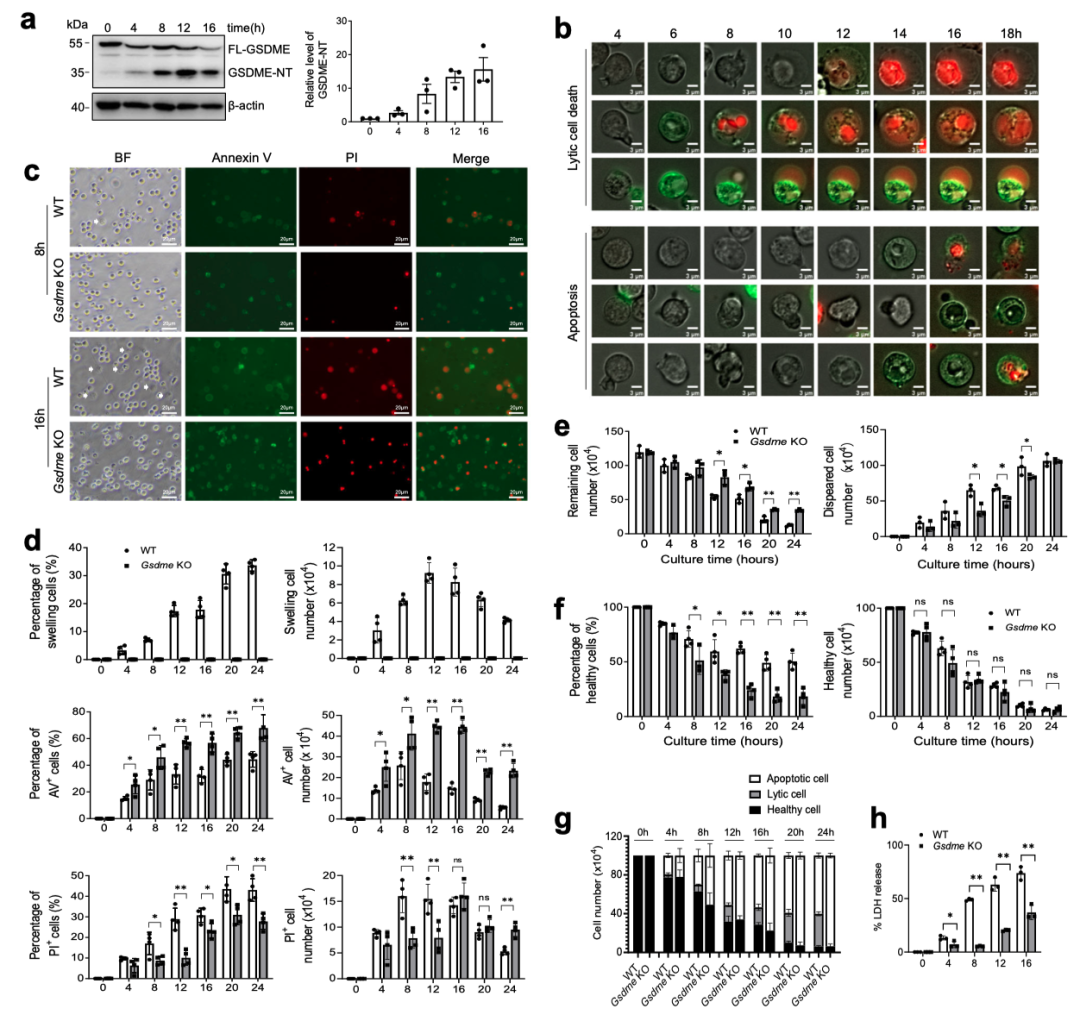 Nature Communications丨Gasdermin E 通过控制中性粒细胞的死亡方式决定炎症反应 - 知乎