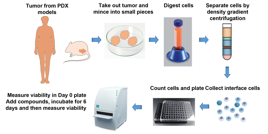 PDX模型在抗肿瘤药物研发中的拓展应用 - 知乎