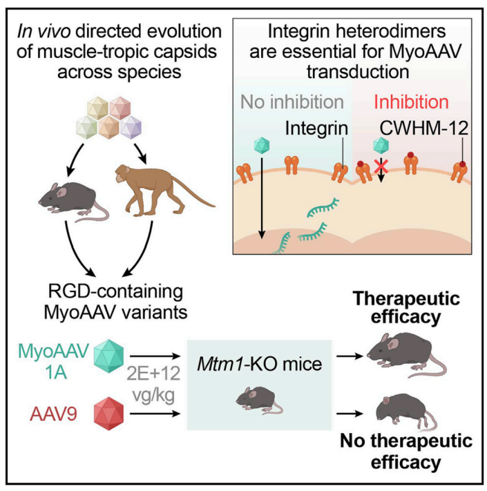 小布新品｜新血清型MyoAAV-高效转导肌肉组织 - 知乎