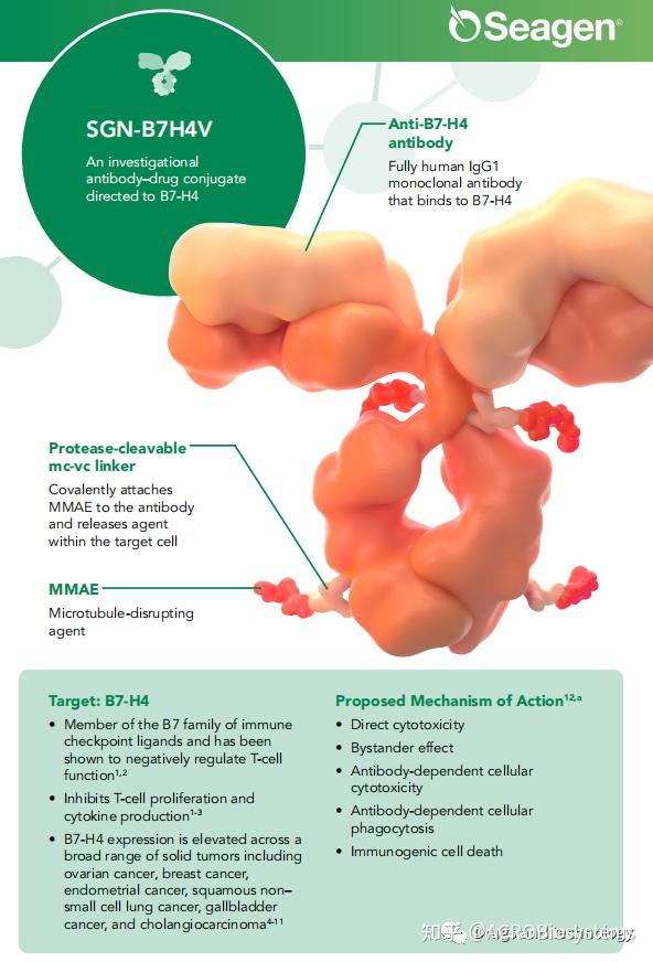 多面B7-H4，潜力不容小觑 - 知乎