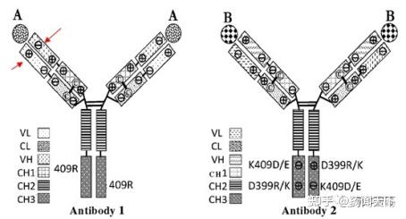 齐鲁制药｜抗体药布局全盘点！ - 知乎