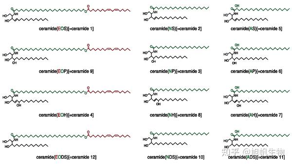 神经酰胺知多少 - 知乎