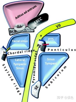 中耳（middle ear）的解剖之鼓室（tympanic cavity） - 知乎