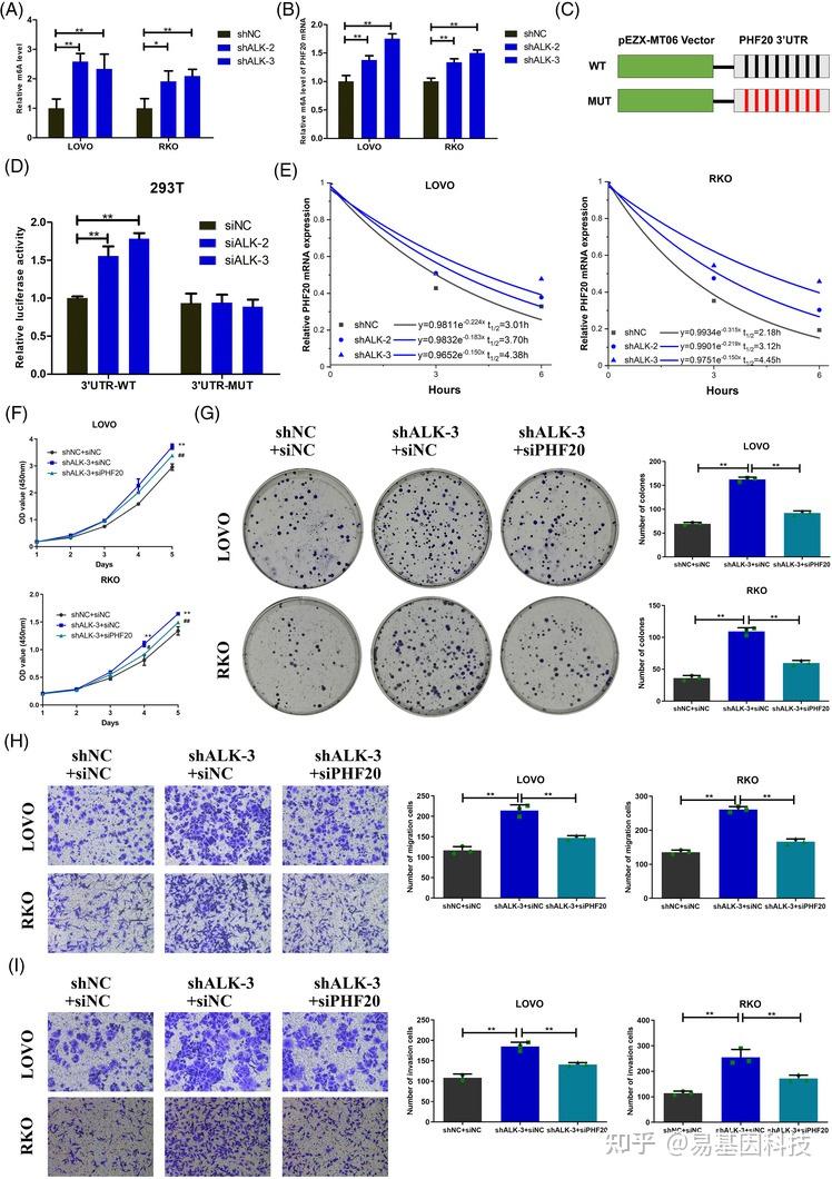 易基因｜m6A去甲基化酶ALKBH5通过降低PHF20 mRNA甲基化抑制结直肠癌进展 | 肿瘤研究 - 知乎
