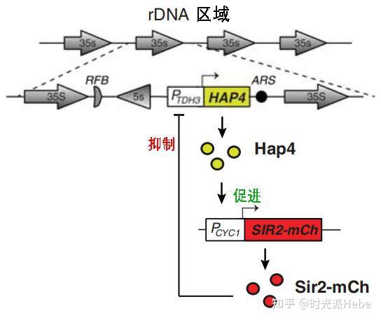 延寿105%！Science：加州大学学者改造基因线路，一次干预终生有效 - 知乎