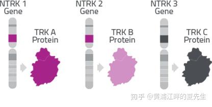 NTRK基因融合的机制与靶向治疗 - 知乎