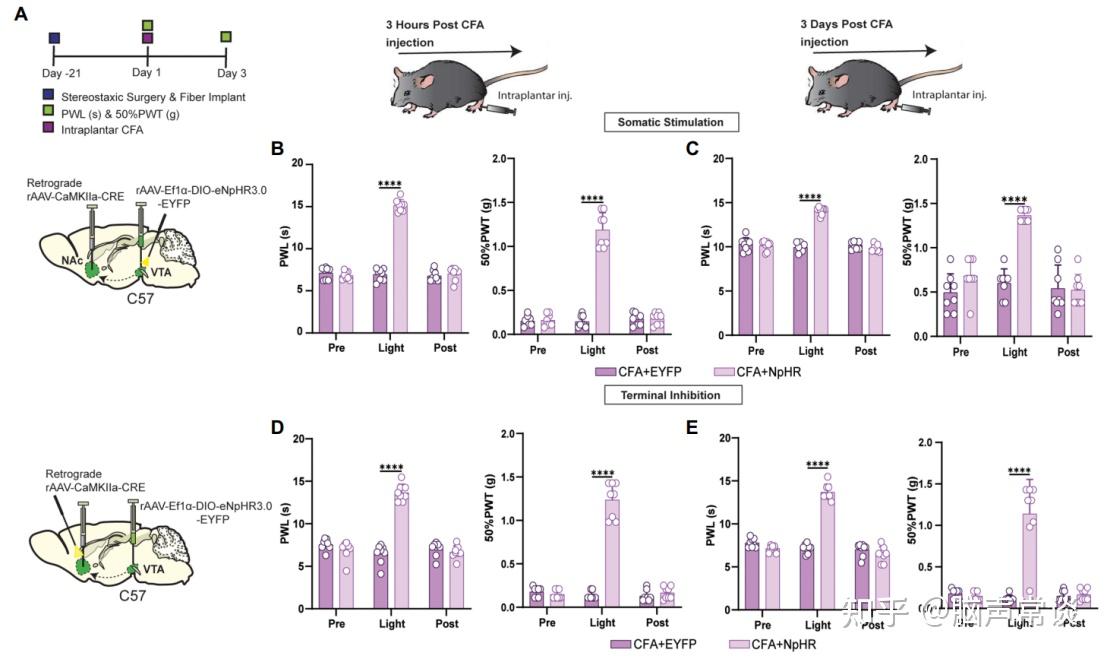 徐州医科大学麻醉学院曹君利课题组揭示VTA-NAc谷氨酸能投射调节疼痛和疼痛相关的焦虑 - 知乎