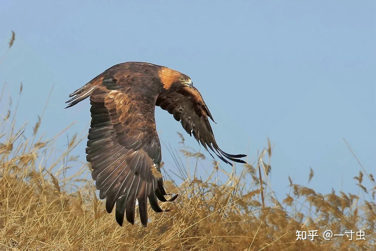 号称猛禽之王的金雕，有啥特别之处？空中击杀天鹅，地面捕食野狼 - 知乎