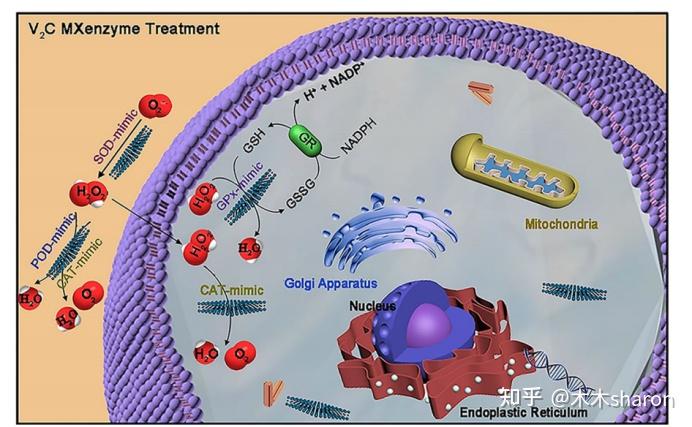 MXene跟踪 | 生物医药应用 - 知乎