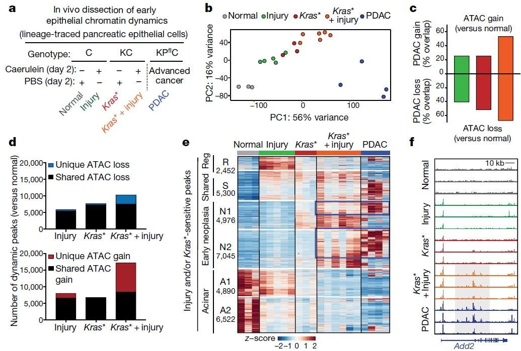 Nature | KRAS突变与组织损伤推动染色质状态变化，转化为癌细胞 - 知乎