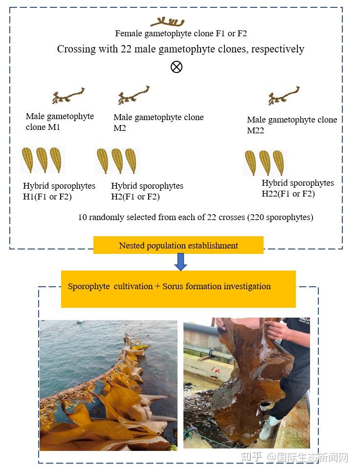 海洋所揭示海带生殖期的母系遗传机制 - 知乎