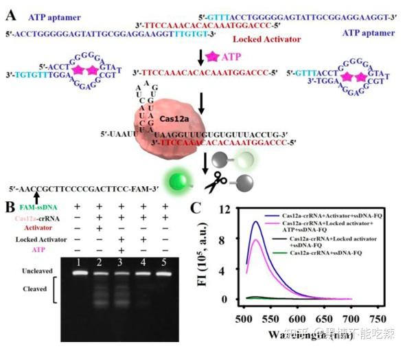 CRISPR-Dx技术mini-review - 知乎
