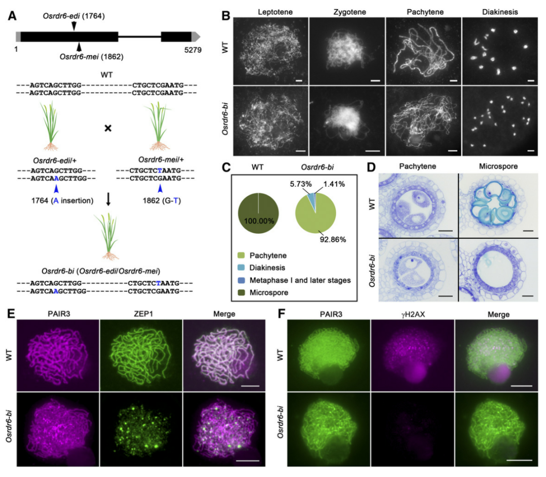 项目文章 | PC：水稻 RDR6 在减数分裂DNA双链断裂形成中的作用机制 - 知乎