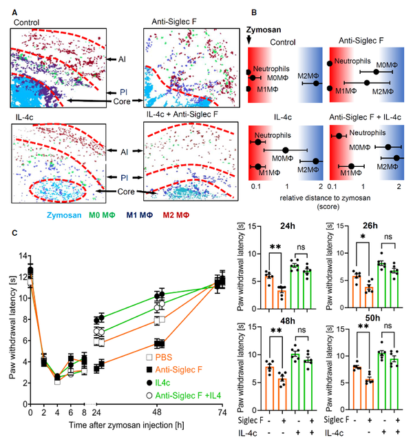 EMBO Mol Med丨14分丨嗜酸性粒细胞衍生的 IL-4 是建立先天性炎症炎症结构所必需的 - 知乎