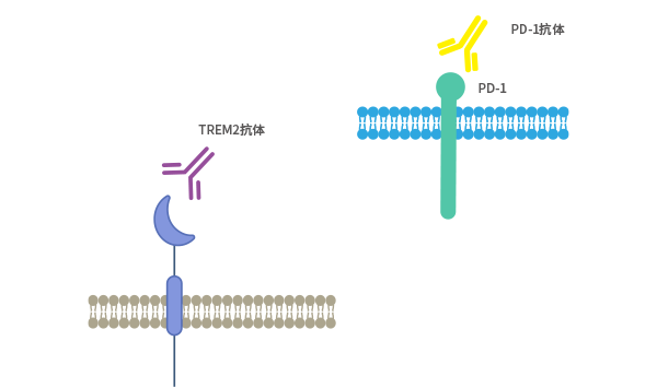 【说说靶点】TREM2：AD和癌症治疗的新希望 - 知乎