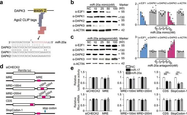 miRNA靶点位于mRNA CDS区的研究 - 知乎