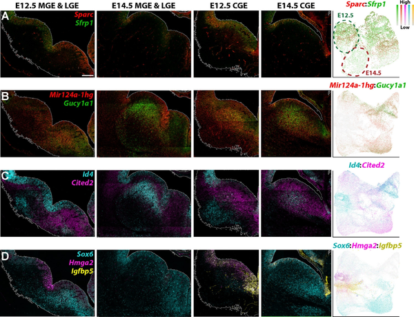 RNAscope Hiplex 验证并解析前脑早期发育过程中基因时空表达特征 - 知乎