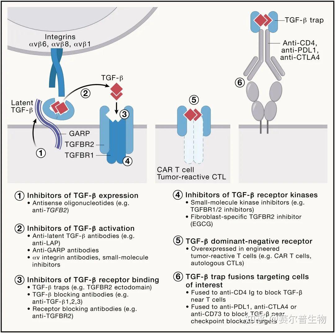 信号通路盘点(2)：TGF-β的前沿机制/生理影响/病理关联/治疗策略 - 知乎