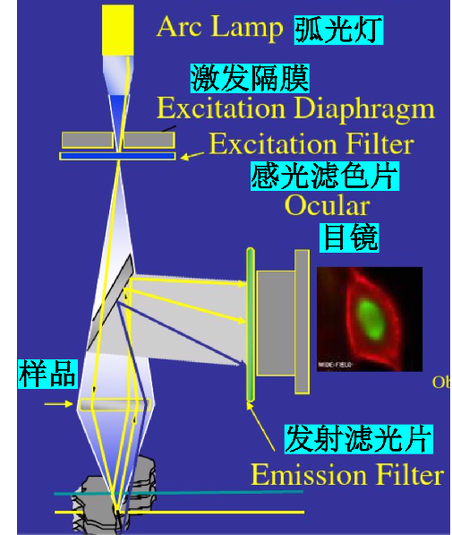 生物医学图像得力助手：激光扫描共聚焦显微镜 - 知乎