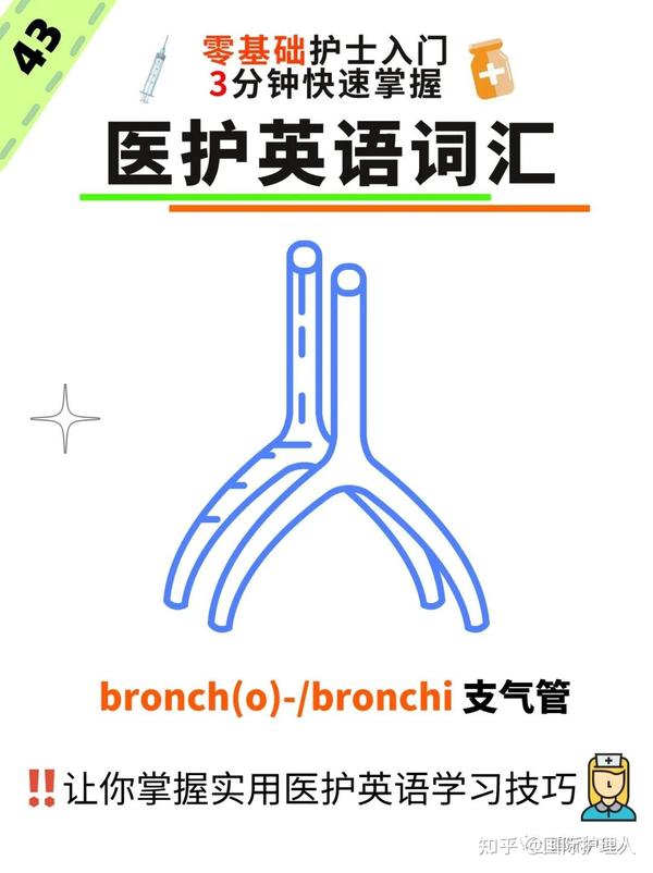 零基础，3分钟掌握与【bronch(o) 支气管】相关的医学英语术语！ - 知乎
