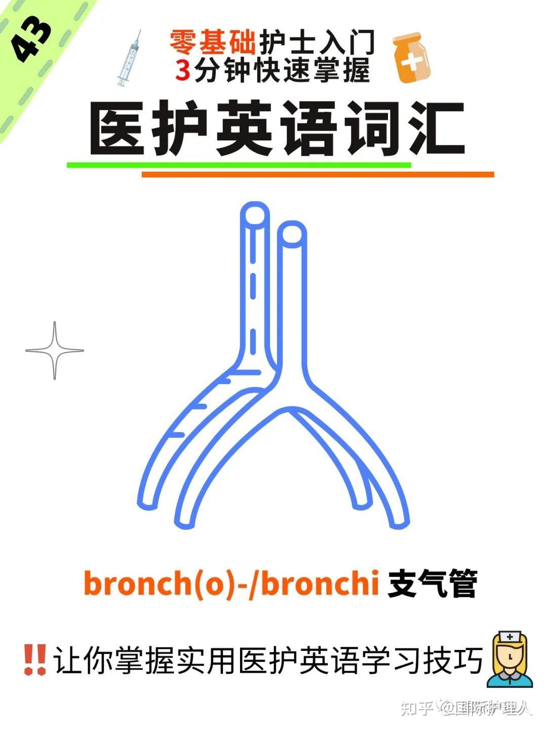 零基础，3分钟掌握与【bronch(o) 支气管】相关的医学英语术语！ - 知乎