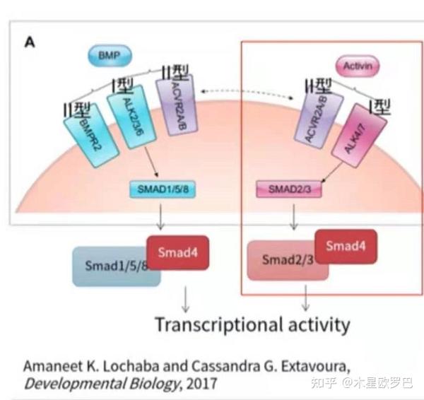 学习笔记1 TGF-β - 知乎