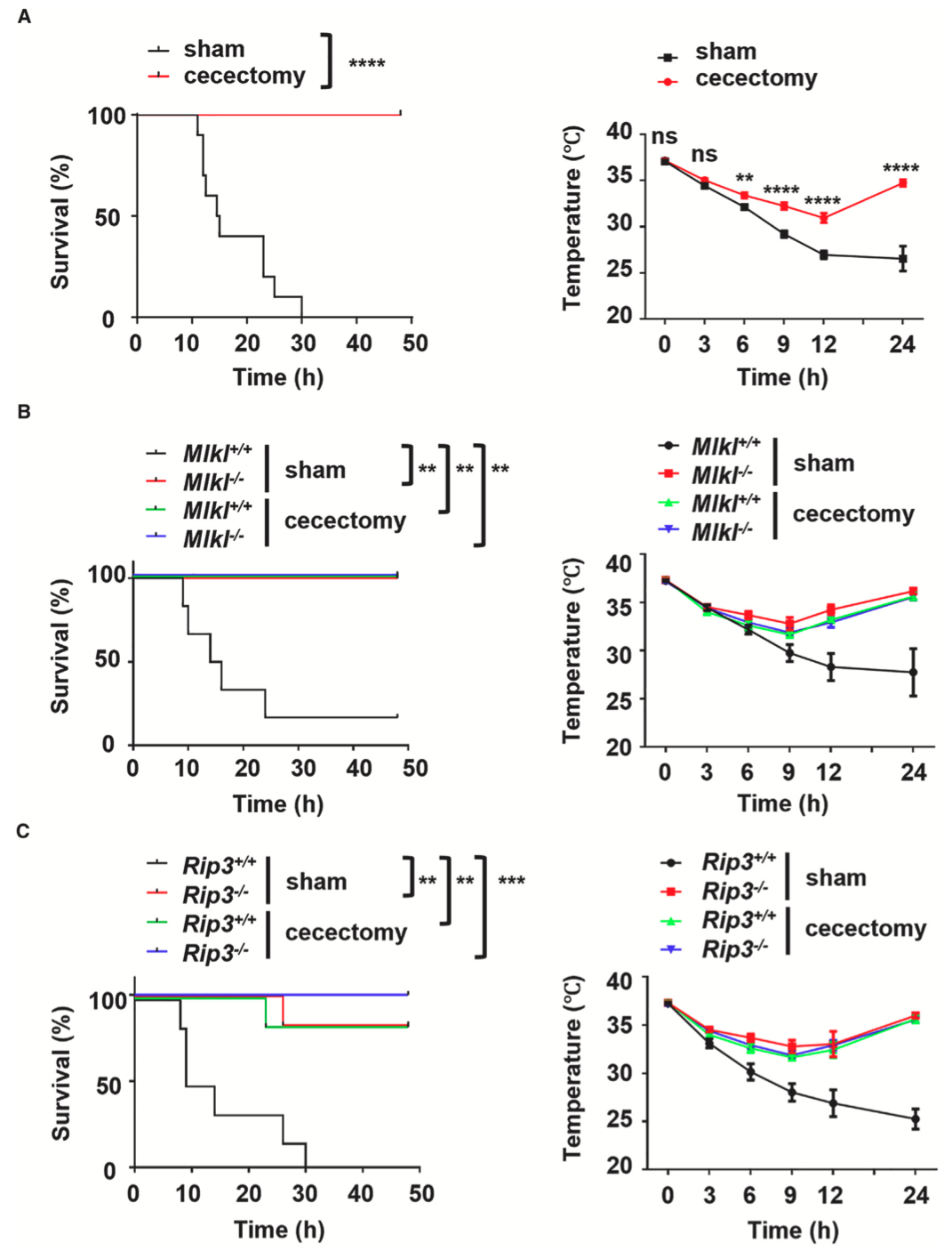 Cell Reports丨坏死性凋亡在 TNF 诱导的严重 SIRS 中引发致死性心功能障碍 - 知乎