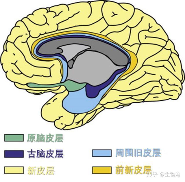 从进化视角看大脑皮层——新皮层和旧皮层 - 知乎