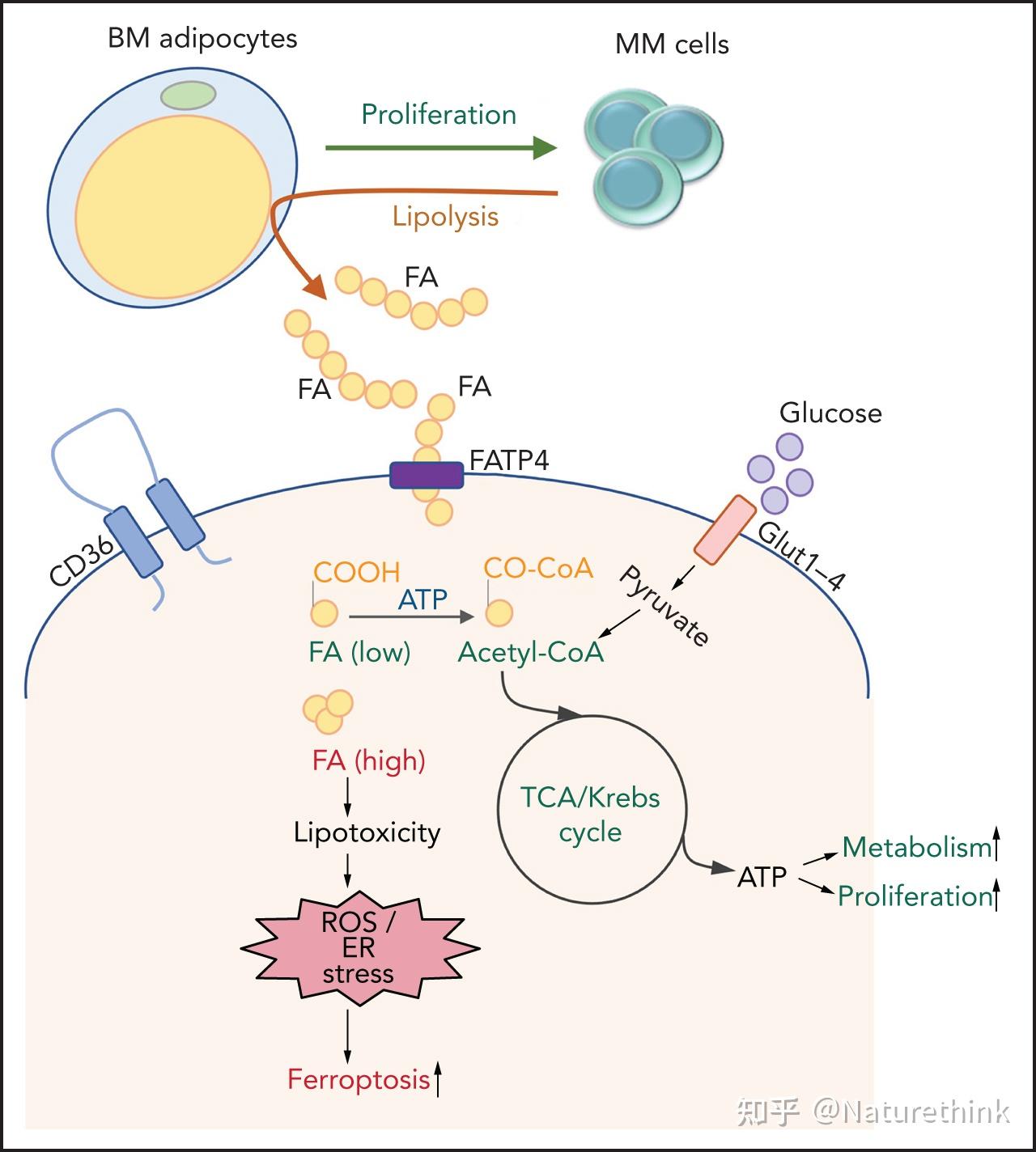 多发性骨髓瘤细胞在脂肪细胞中诱导脂肪分解并通过脂肪酸转运蛋白摄取脂肪酸 - 知乎