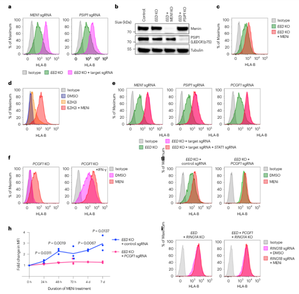 Nat Cell Bio | 靶向Menin打开免疫基因，更好治疗多种癌症 - 知乎