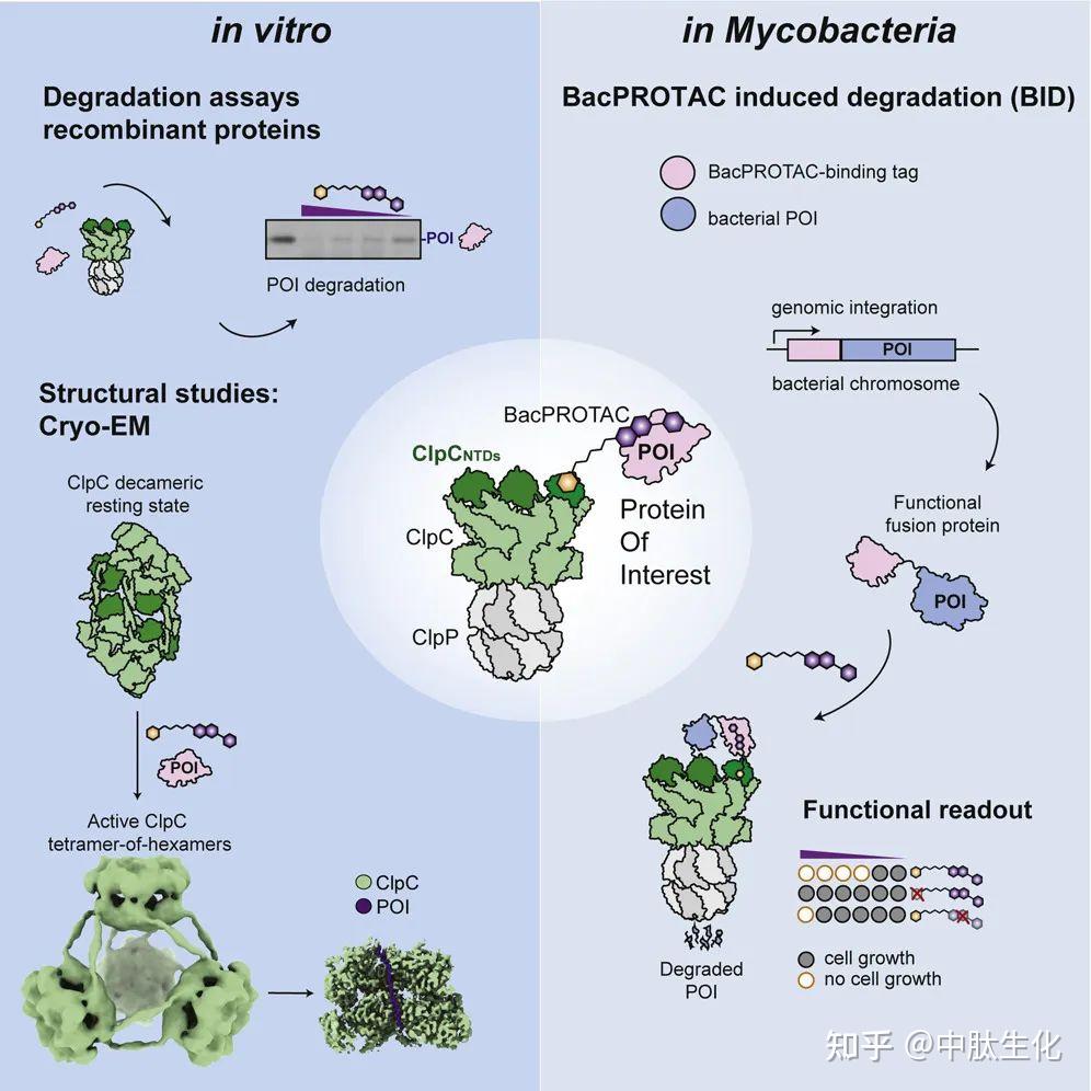 Cell：新型PROTAC，首次实现细菌内靶蛋白降解，可作为新型抗菌剂 - 知乎