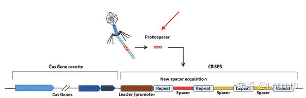 CRISPR-Cas9个人笔记 - 知乎