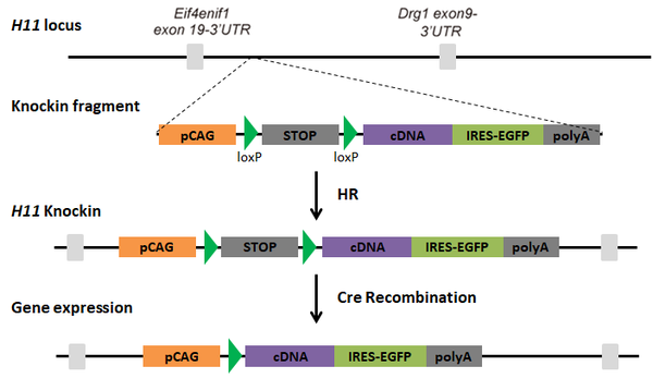 【小鼠大学问】你找到Safe Harbor了吗？ - 知乎
