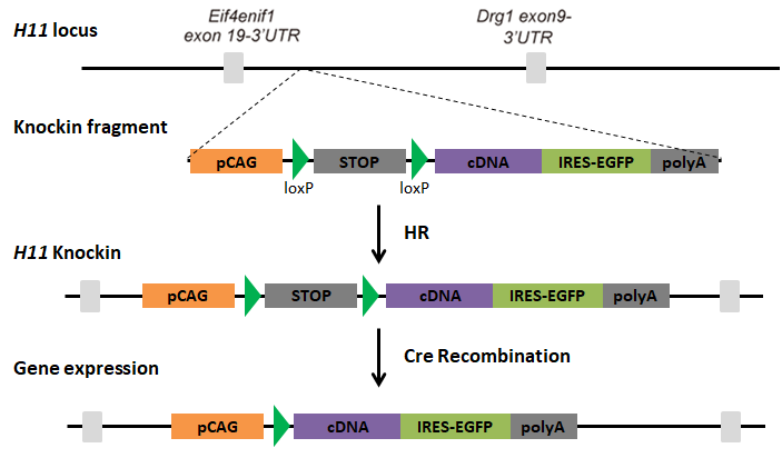 【小鼠大学问】你找到Safe Harbor了吗？ - 知乎