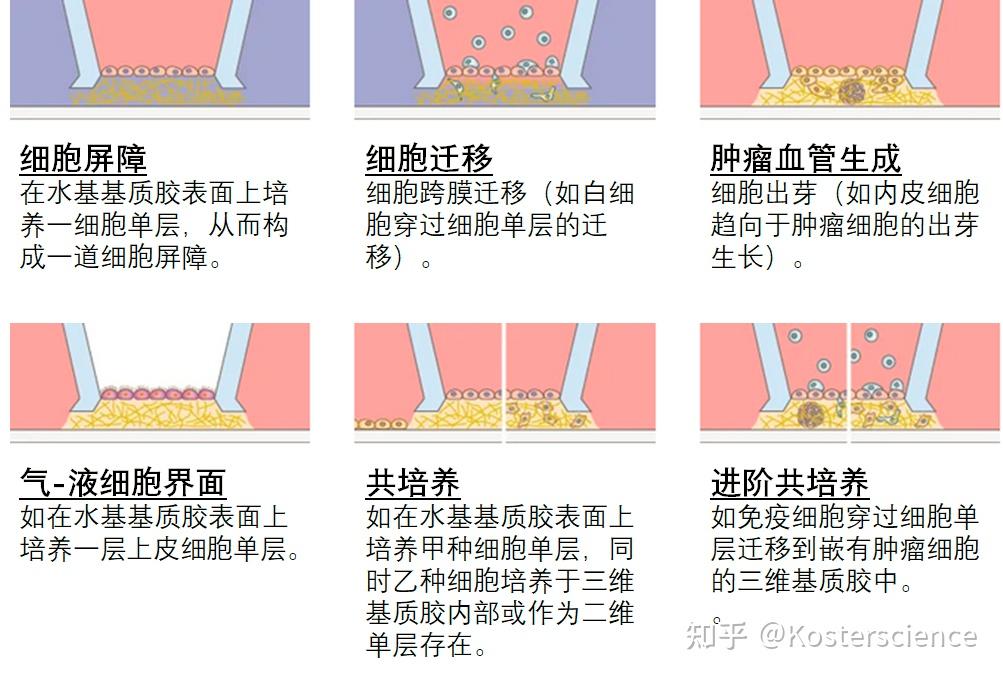ibidi 3D 细胞培养微插件（Micro-Insert 3D）简介 - 知乎
