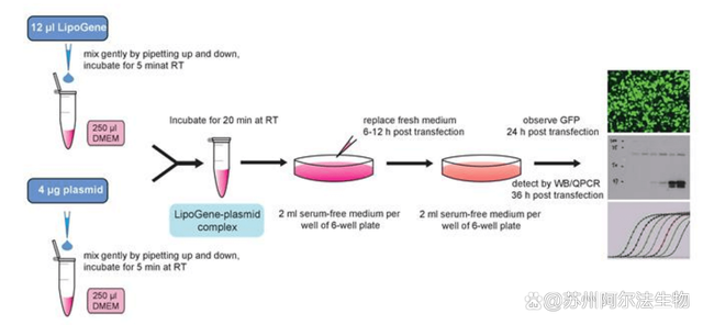 关于Lip 2000,Lipofectamine 3 000转染试剂，你了解多少？ - 知乎
