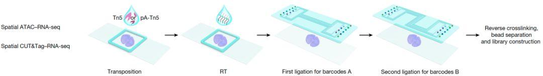 Nature：樊荣团队发布空间分辨表观遗传组-转录组联合分析新技术 - 知乎