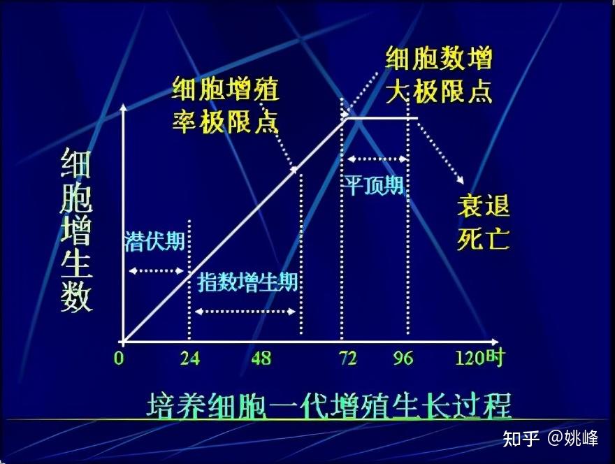 细胞的增值与传代 - 知乎