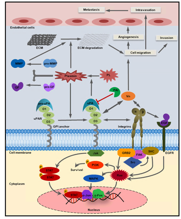 uPA/uPAR，纤溶系统的关键角色——在疾病治疗中的潜力 - 知乎