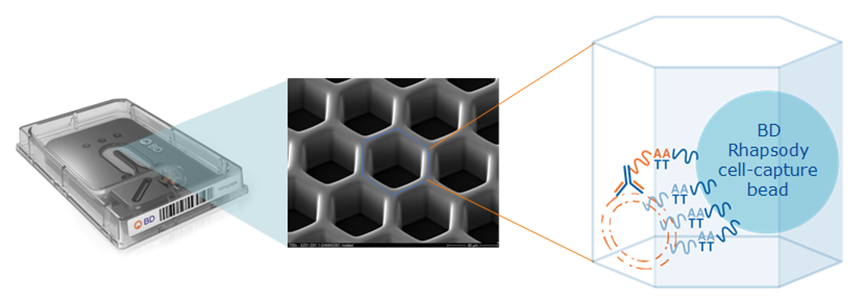 更深入地思考单细胞测序的原理 | 单细胞测序（系列二） - 知乎