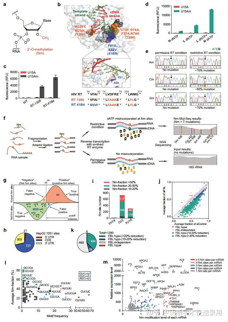 Cell Res | 合作开发新的方法，用于绘制转录组范围内的2'-O-甲基化 - 知乎