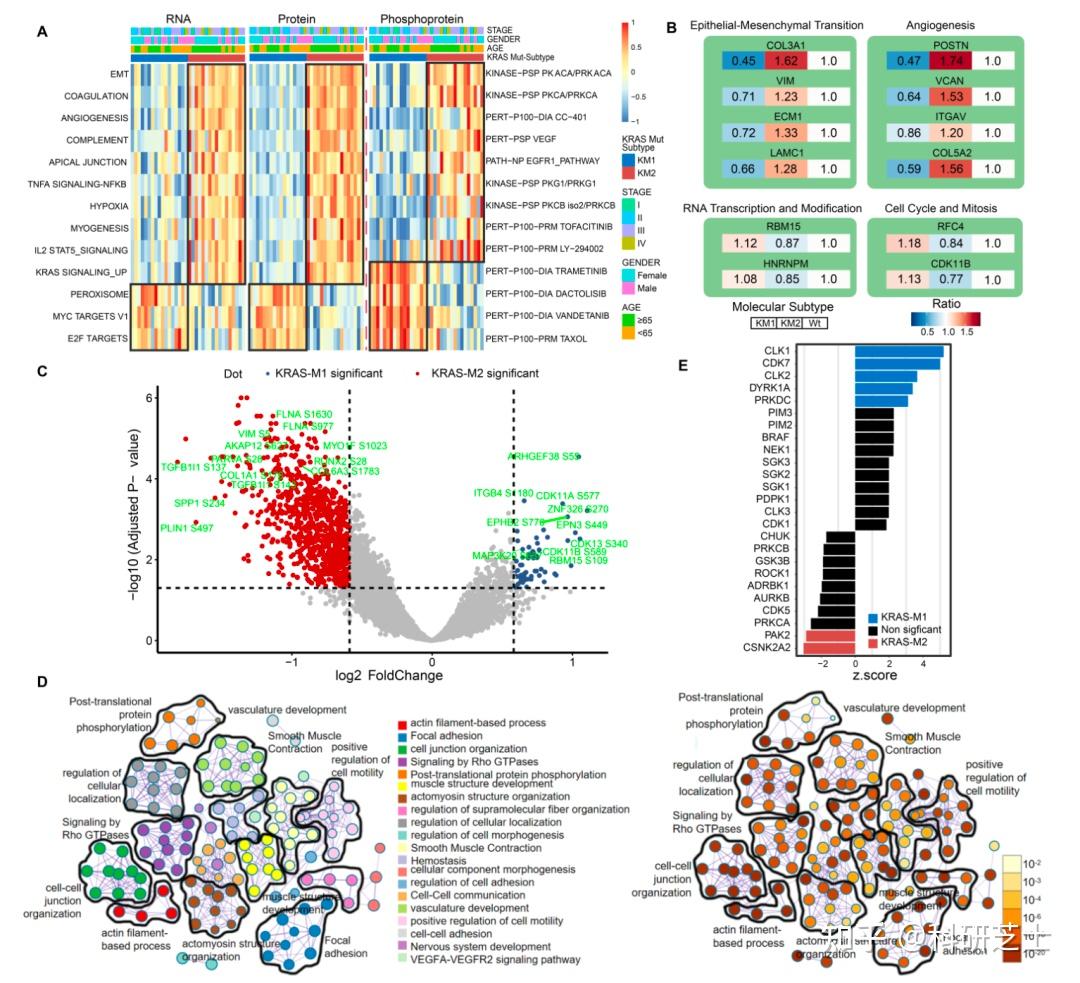 肿瘤野生型突变型多组学分析发11分+SCI - 知乎