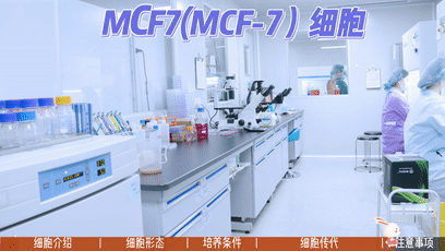 MCF7（MCF-7）细胞培养，人乳腺癌细胞培养攻略 - 知乎