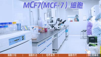MCF7（MCF-7）细胞培养，人乳腺癌细胞培养攻略 - 知乎