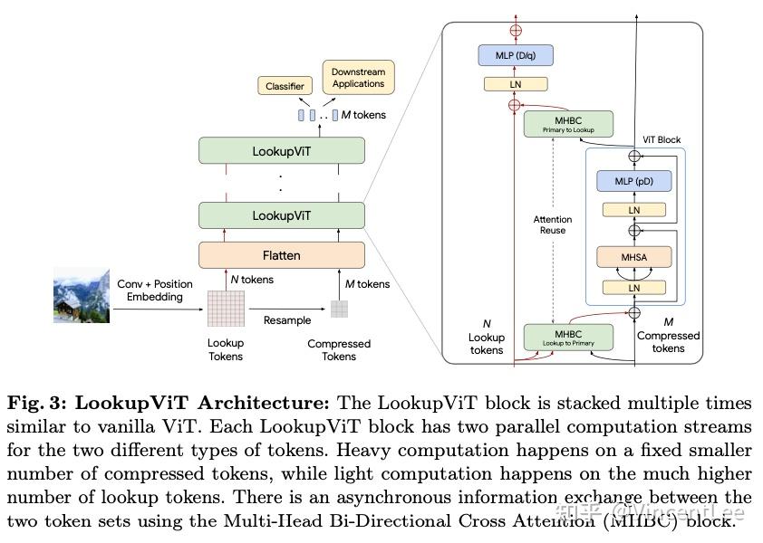 LookupViT：类似SE的token压缩方案，加速还能丰富特征 | ECCV'24 - 知乎