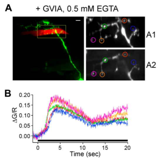 如何用ImageJ做出这种酷炫动画 - 知乎