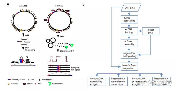 新技术！ecDNA与线性DNA的表观遗传差异研究迎来重要进展 - 知乎