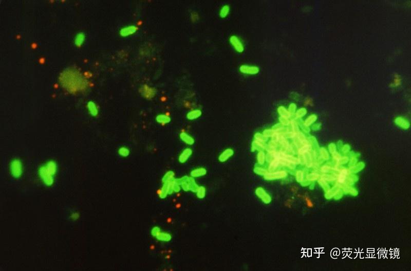 显微镜能怎样看细菌？ - 知乎