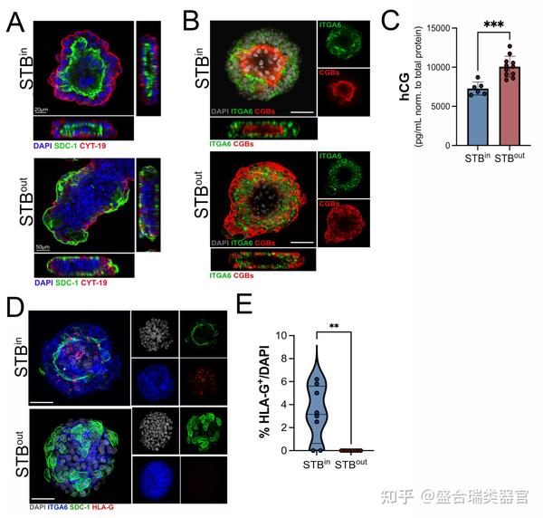 研究胎盘发育新工具：滋养层类器官 - 知乎