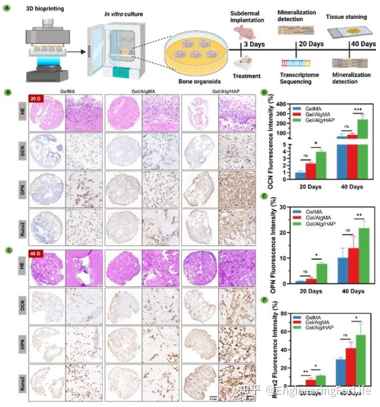 GelMA水凝胶，再次登顶AM - 知乎